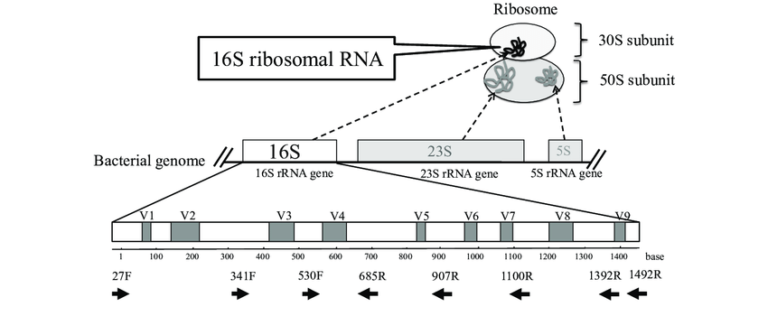 Launch of the 16S Amplicon Pipeline on the CosmosID-HUB! - CosmosID
