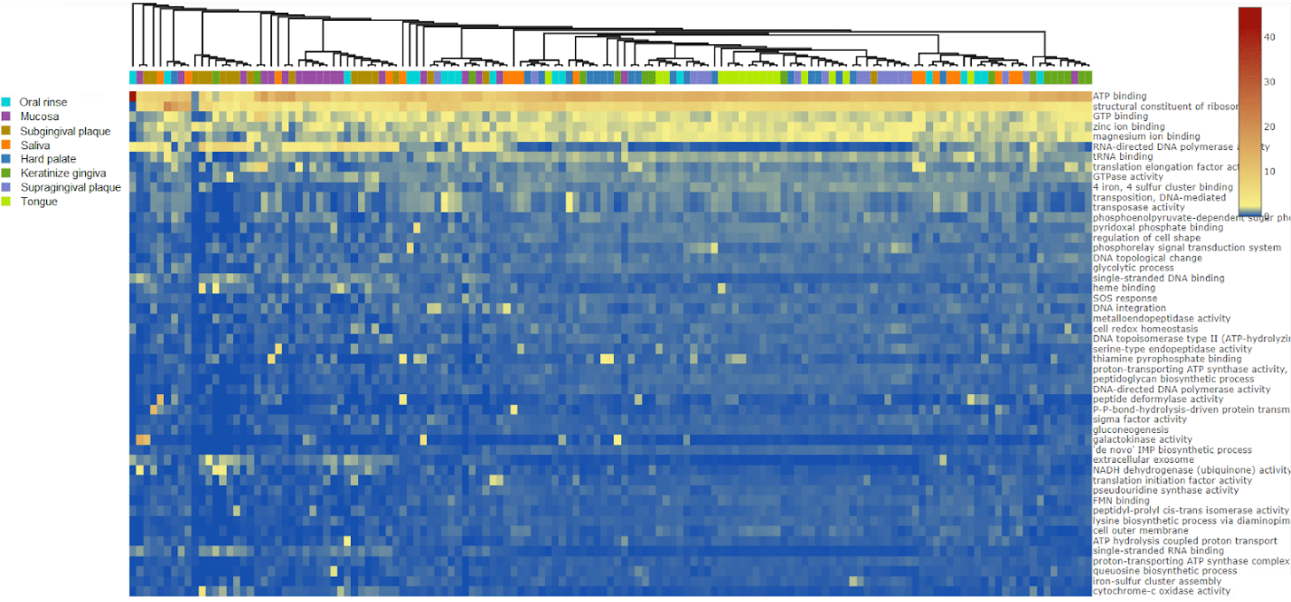 Unlocking the Microbiome: Healthy Oral Functional Metagenomes Compared ...