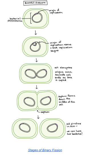 A Guide To Microbial Growth Stages & Sequential Order | CosmosID